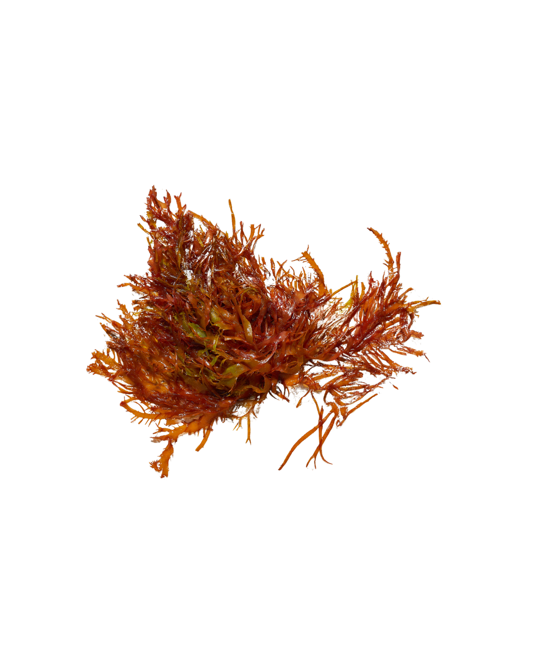 Blue Light Skincare: Tech Protect™ Serum 30ml / 1fl.oz - Tomorrow-Today ...